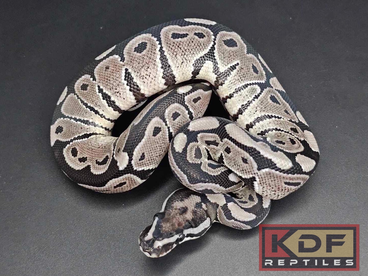 Axanthic (VPI) Het Hypo Ball Python by KDF Reptiles, LLC - MorphMarket