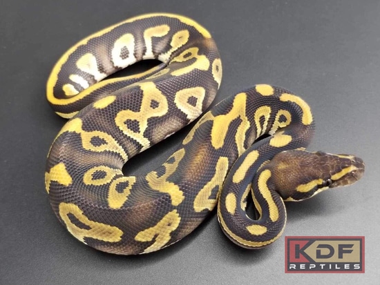 Leopard Mojave Ball Python by KDF Reptiles, LLC