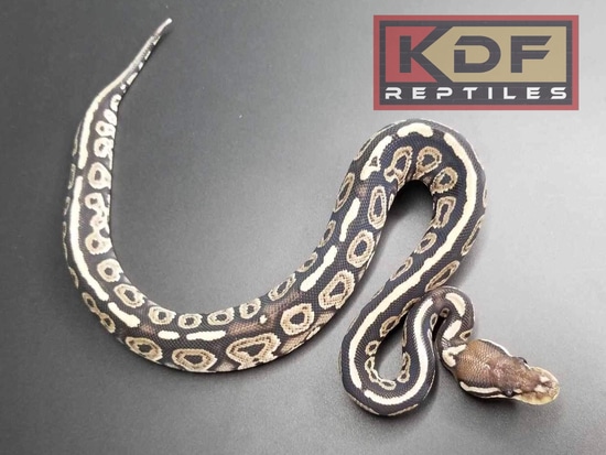 Red Axanthic Ball Python by KDF Reptiles, LLC