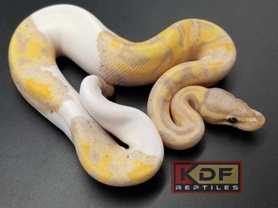 Coral Glow Pied 2 Ball Python by KDF Reptiles, LLC