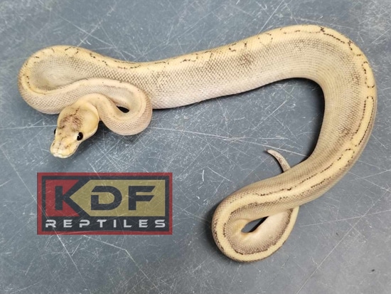 Champagne Typhoon Het Axanthic (VPI) Het Hypo Ball Python by KDF ...