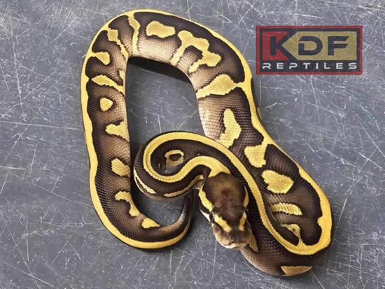 Leopard Lesser Ball Python by KDF Reptiles, LLC