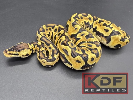 Pastel NoCO Special Puzzle Ball Python by KDF Reptiles, LLC