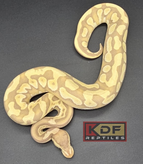Banana Pastave Puzzle Ball Python by KDF Reptiles, LLC