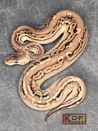 Pewter YB Puzzle Ball Python by KDF Reptiles, LLC