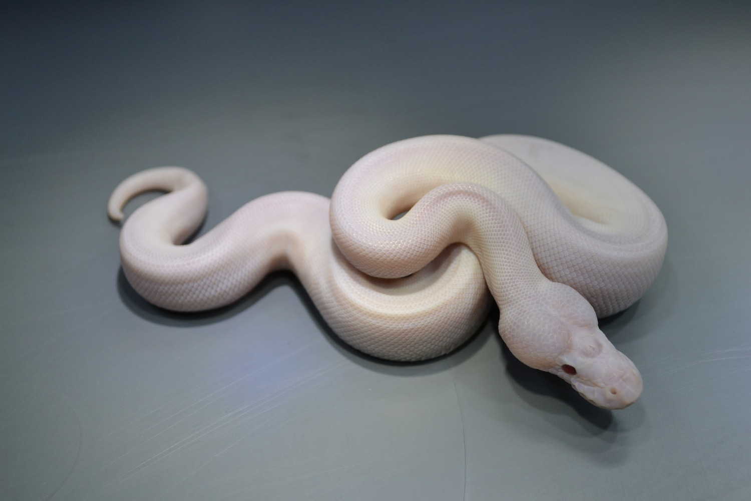 Mystic Potion Pied Ball Python by Granite State Pythons - MorphMarket
