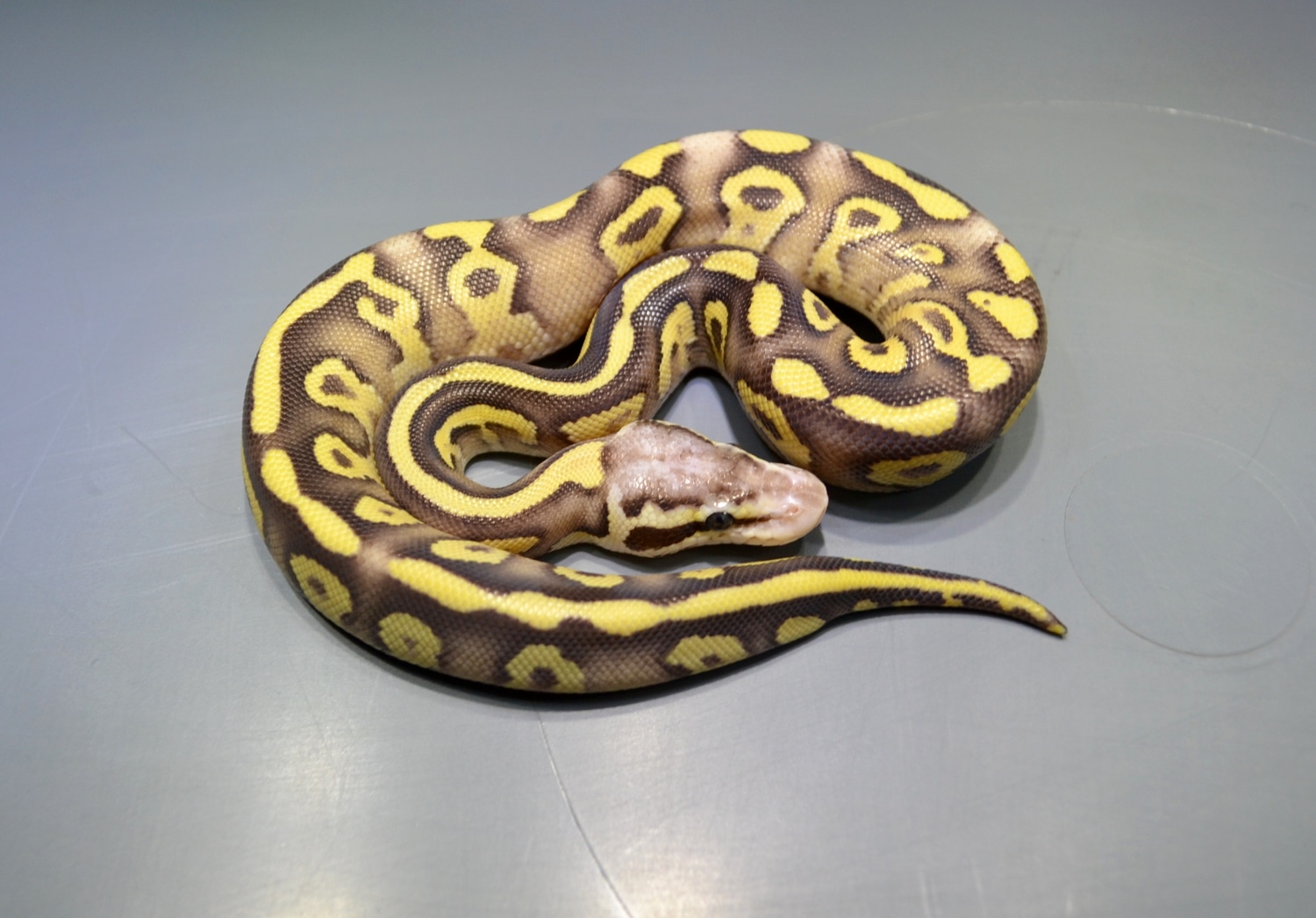 Pastave Het Clown Ball Python by Granite State Pythons - MorphMarket