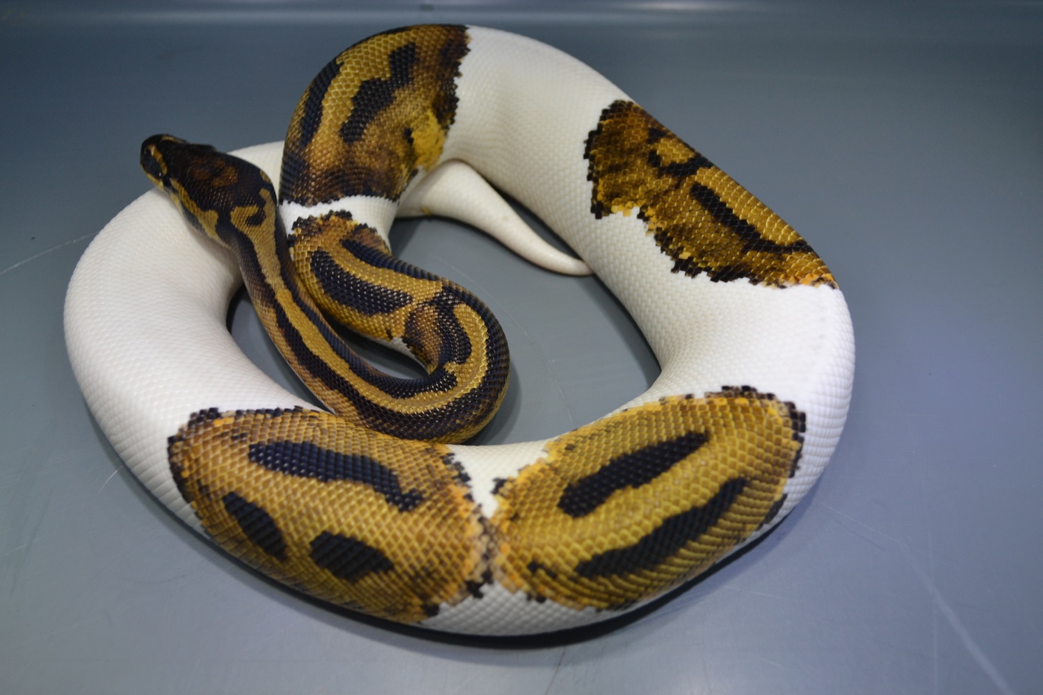 Pied Het Candy Ball Python by Granite State Pythons - MorphMarket
