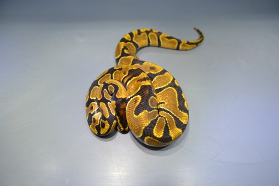 Orange Dream Ball Python by Granite State Pythons