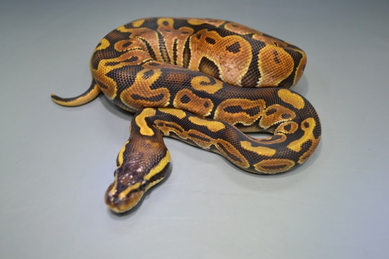 Black Pastel Enchi Ball Python by Granite State Pythons