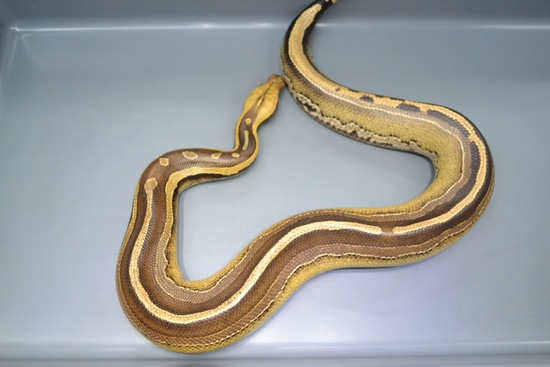 Borneo Super Stripe Borneo Short-Tailed Python by Granite State Pythons