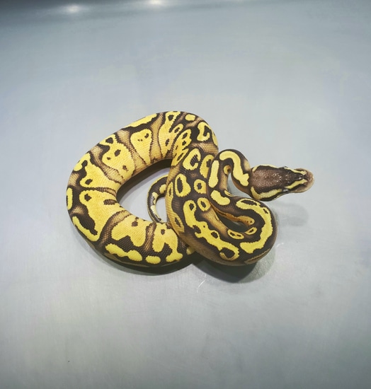 Pastel Yellow Belly Redstripe DH Dreamsicle Ball Python by Granite ...