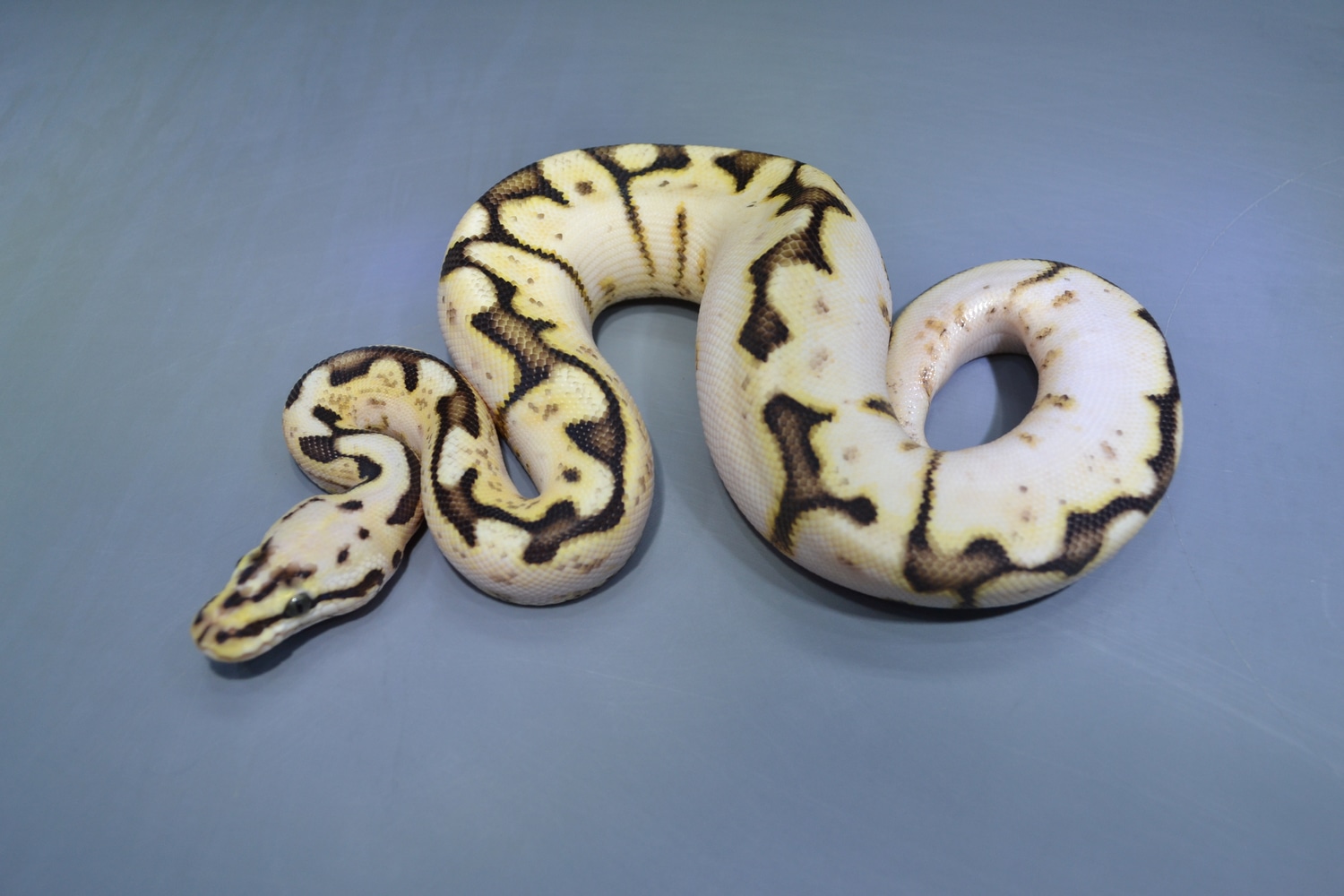 Orange Dream Pastel Calico Spider Poss YellowBelly Ball Python by ...