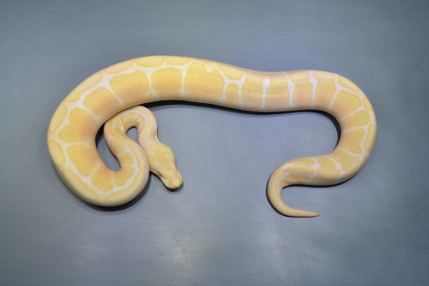 Pastel Spider Albino Ball Python by Granite State Pythons - MorphMarket