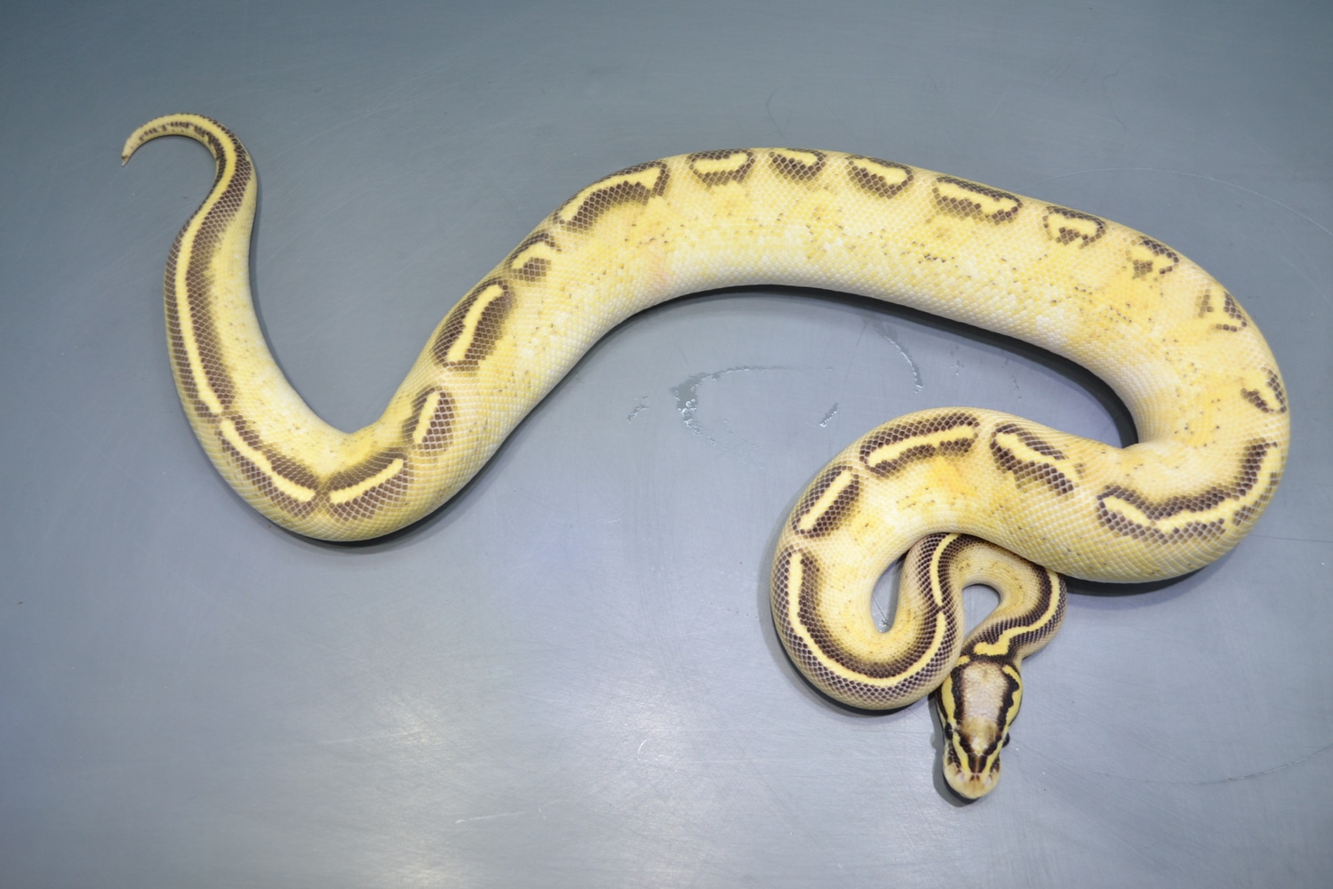 Pastel Freeway Ball Python by Granite State Pythons - MorphMarket