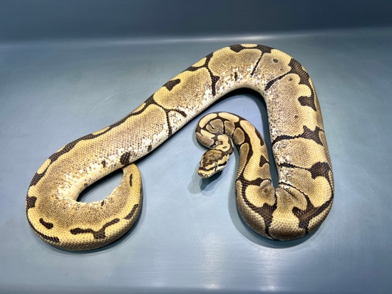Spider Het Pied Ball Python by Granite State Pythons