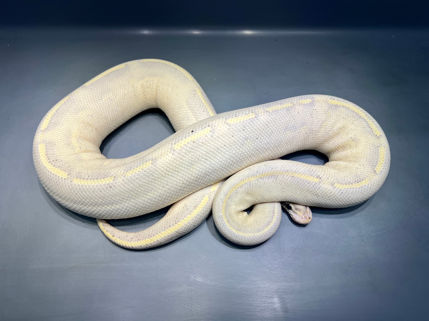 Highway Ball Python by Granite State Pythons - MorphMarket