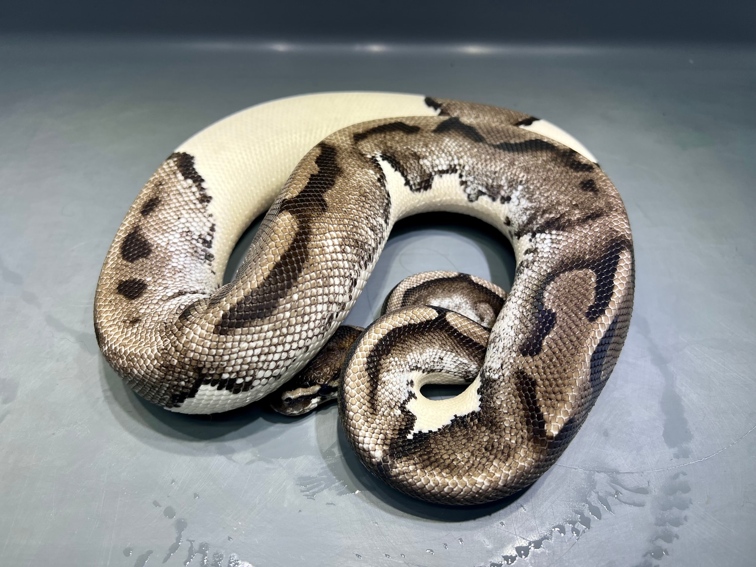 Axanthic (GCR) Pied Ball Python by Granite State Pythons - MorphMarket