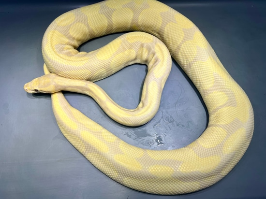 Lavender Ball Python by Granite State Pythons
