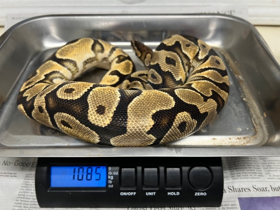 Orange Dream Ball Python by Granite State Pythons