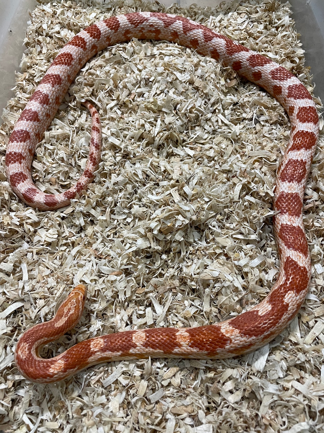 Candy Cane Corn Snake by D&K Reptiles - MorphMarket
