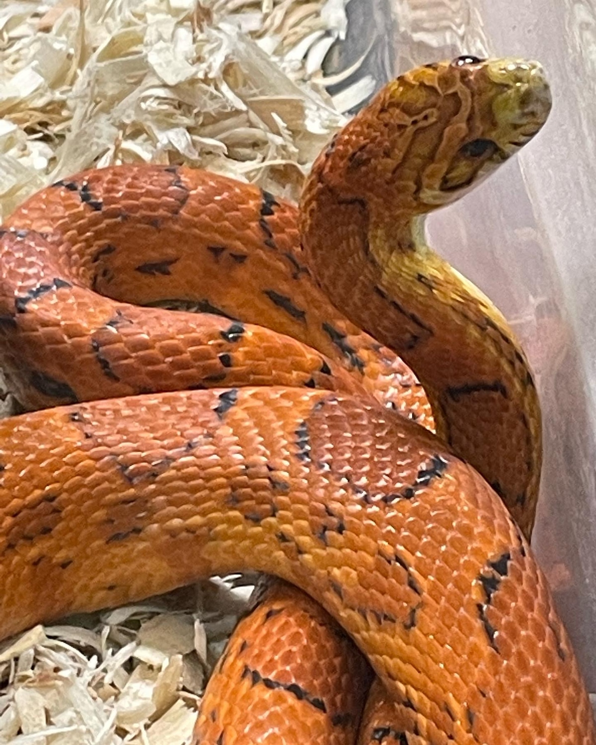 Sunkissed Corn Snake by D&K Reptiles - MorphMarket