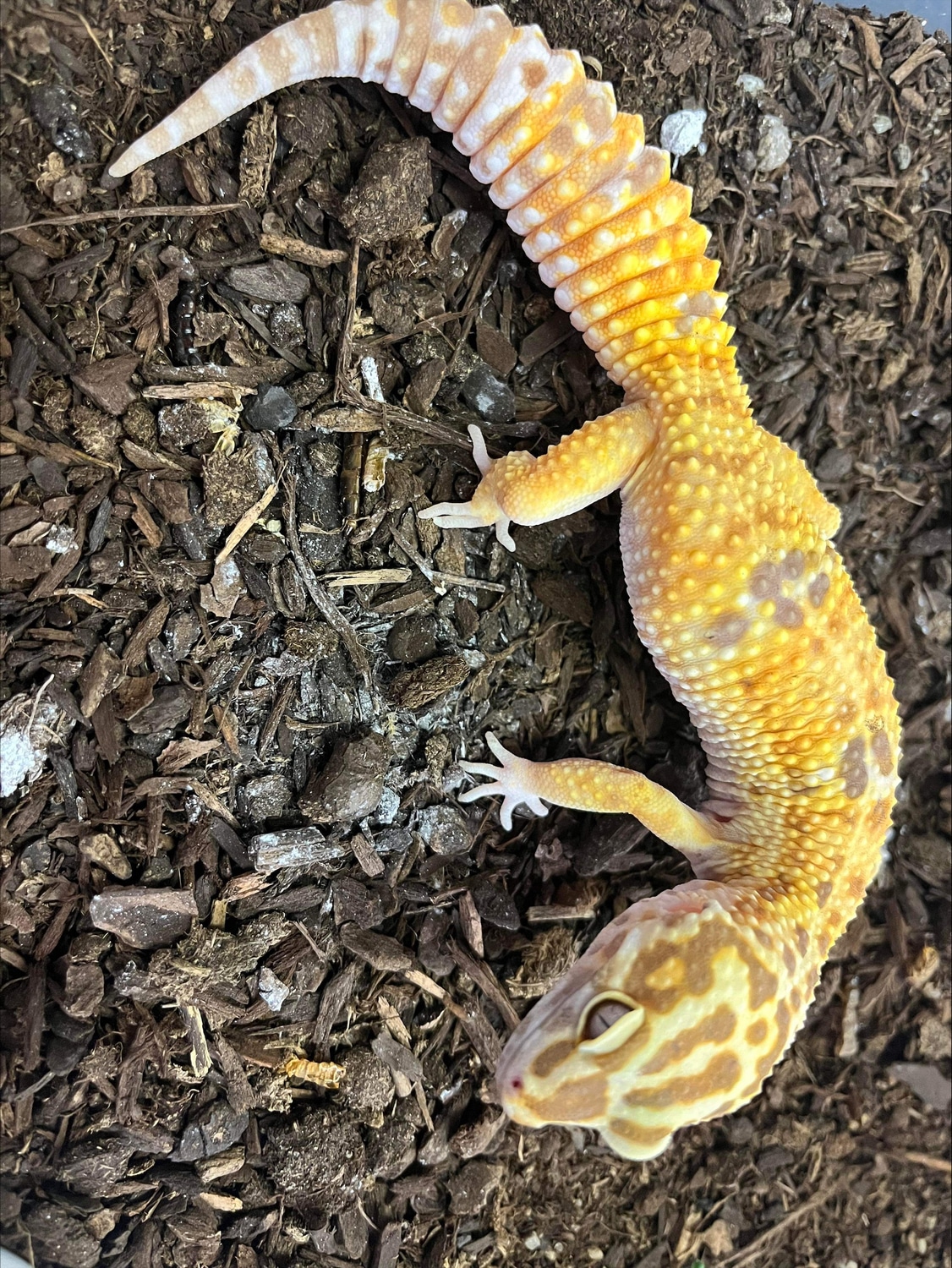Tremper Emerine Leopard Gecko by D&K Reptiles - MorphMarket