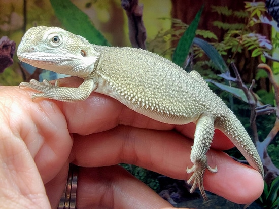 Wero Zero/Witblits Super Sweet And Loves Attention! Central Bearded ...