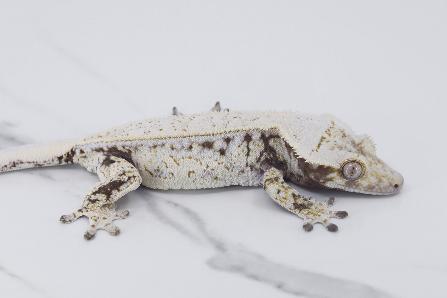 KNOCKOUT X CRYPTO STUNNING FEMALE Crested Gecko by KDS Geckos - MorphMarket