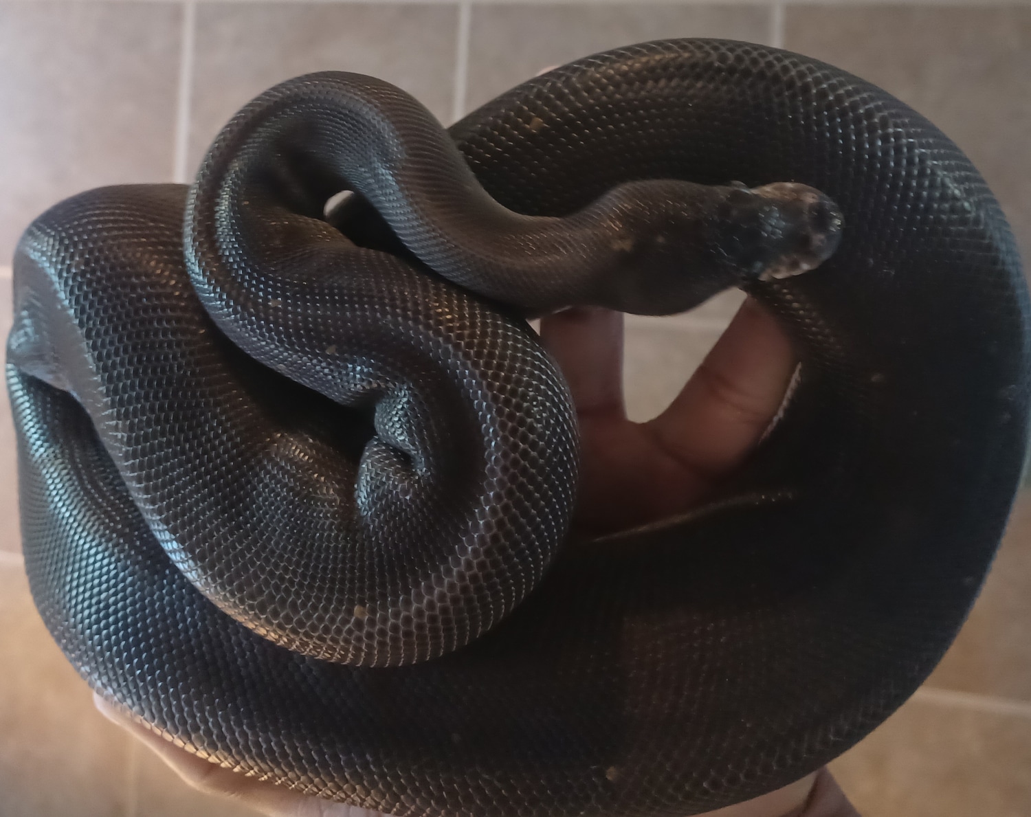 8 Super Cinnamon Ball Python by Ken's Reptiles - MorphMarket