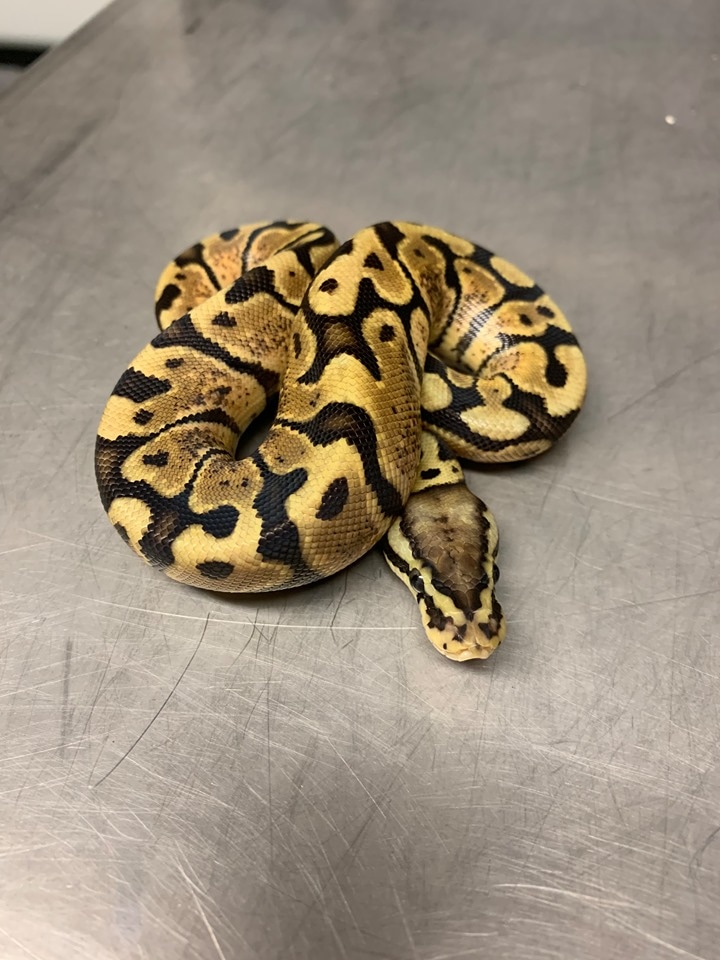 Pastel Woma Het Pied Ball Python by Royal Reptiles - MorphMarket
