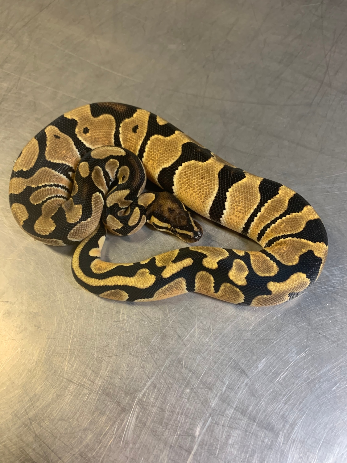 Orange Dream Het Hypo Ball Python by Royal Reptiles - MorphMarket