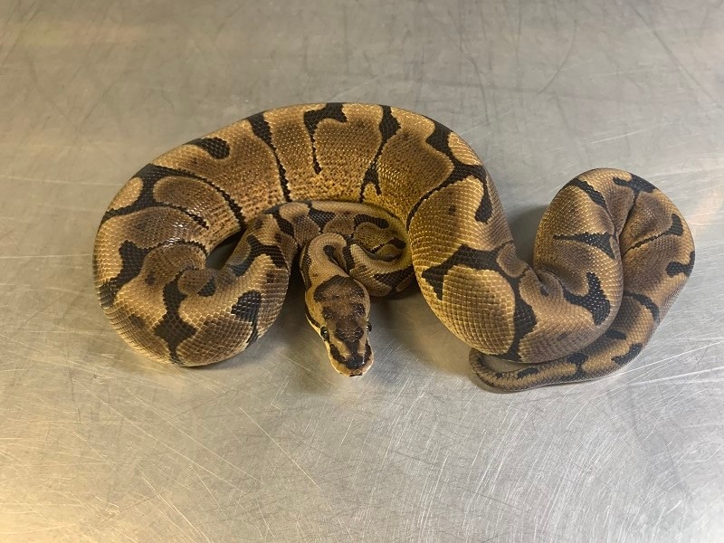 Woma Het Pied 50% Het Albino Ball Python by Royal Reptiles - MorphMarket
