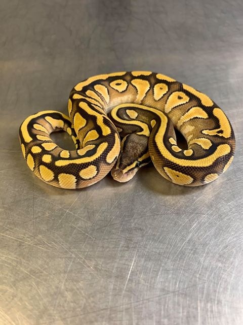 Pastave Enchi 50% Het Hypo Ball Python by Royal Reptiles - MorphMarket