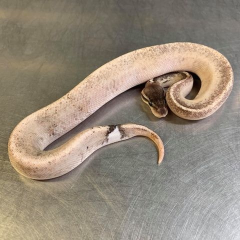 KRG Black Pewter Fire 50% Het Pied Ball Python by Royal Reptiles