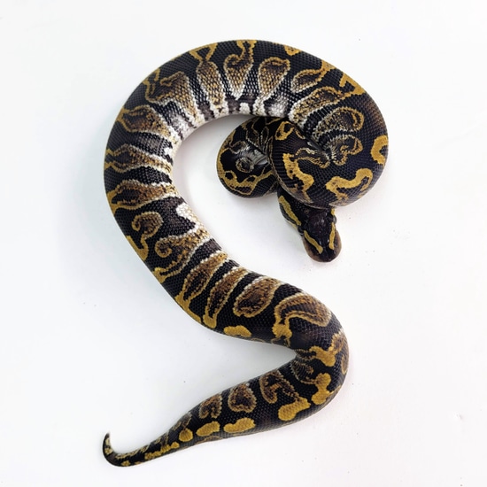 GHI Het Hypo Ball Python by Royal Reptiles