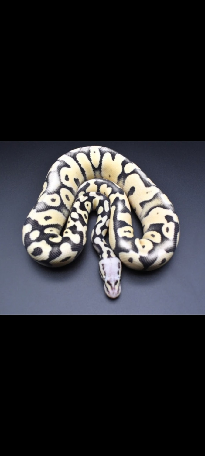 Super Pastel Fire Spotnose Desert Ghost Ball Python by Tangled Up ...