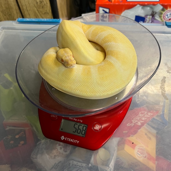 Albino Enchi, Poss Candino Ball Python by Fairytale Pythons
