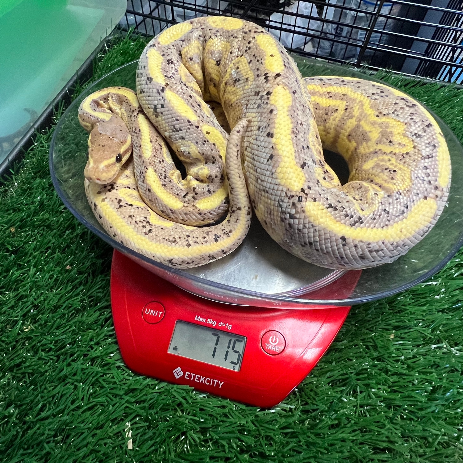 Banana Black Pastel Ball Python by Fairytale Pythons - MorphMarket