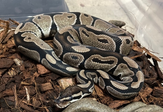 Axanthic Ball Python by Fairytale Pythons