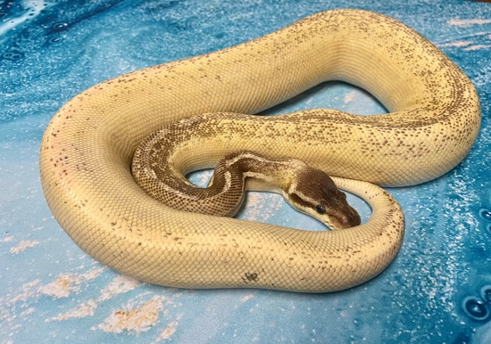 Black Pewter Calico Poss Mystic Poss Od Poss Yb Ball Python by ...