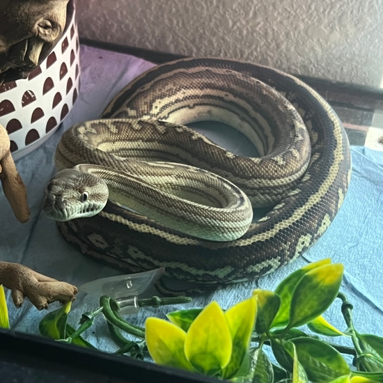Striped Bredls Python Centralian Carpet Python by Fairytale Pythons