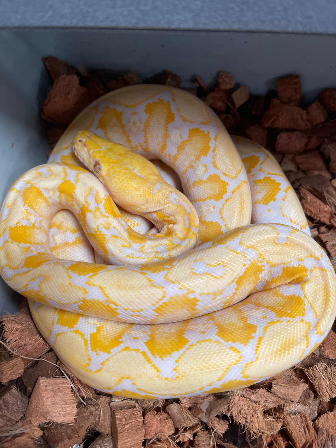 Super Dwarf Lavender Tiger 66% Het Anery (1200 Grams) Reticulated ...