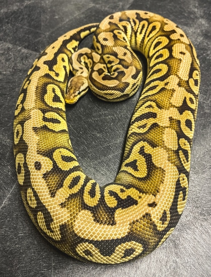 Pewter Harlequin Amur/Cryptic Het Desert Ghost Ball Python by Hook ‘em ...