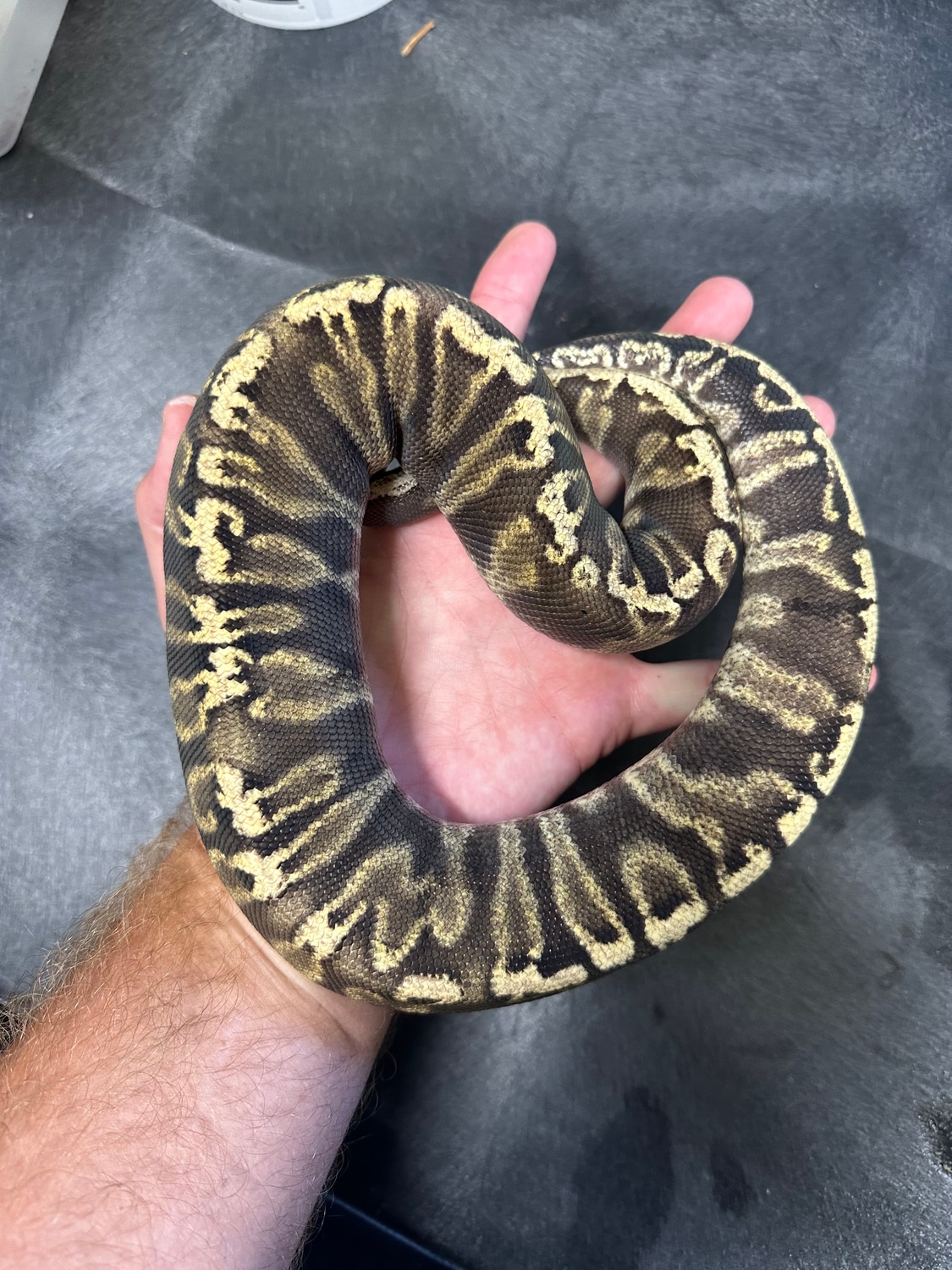 Pastel Super GHI Chocolate 100% Het Clown Ball Python by Hook ‘em ...