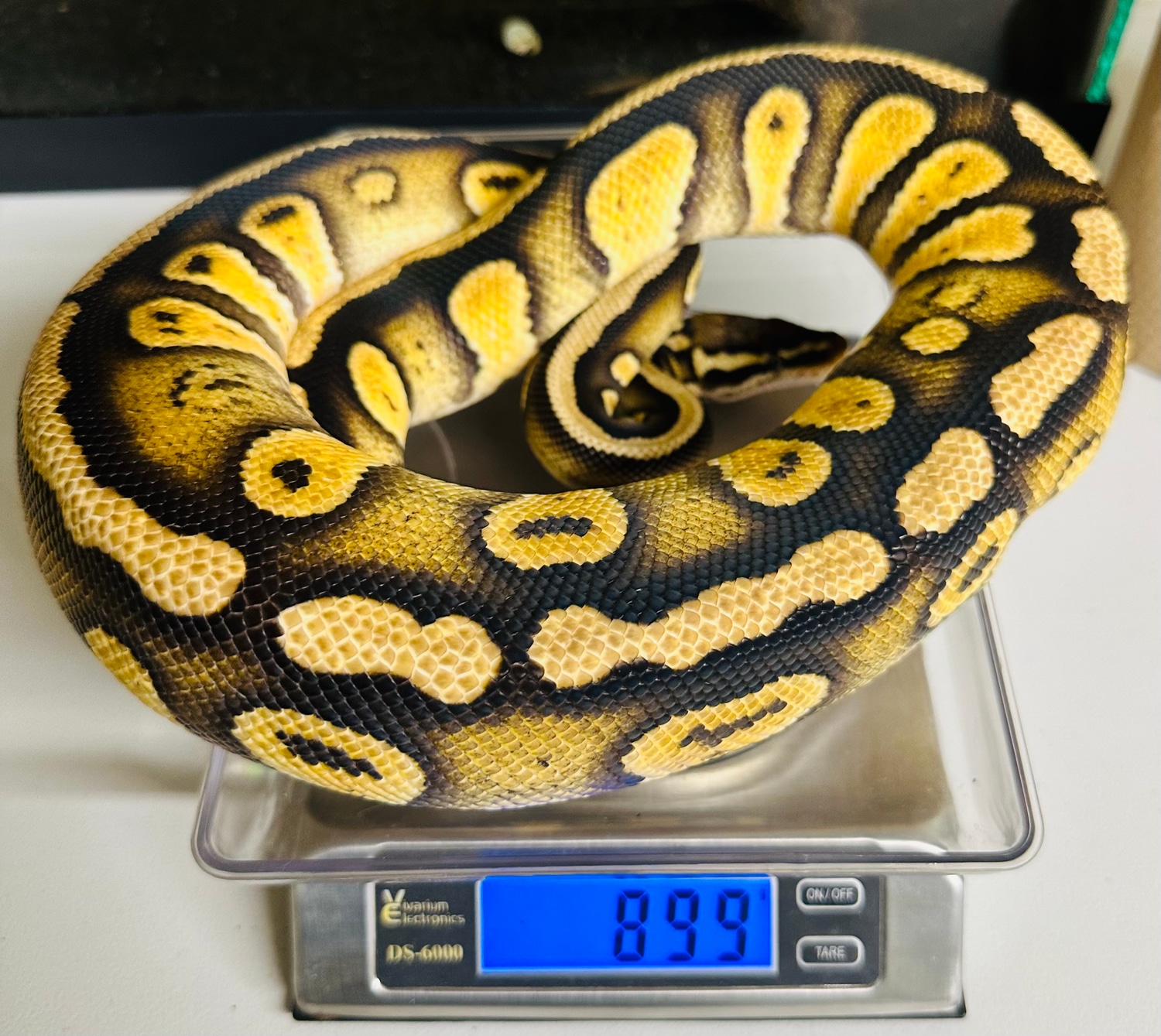 (Proven) Pastel Cypress Stranger 100% Het Puzzle Ball Python by Hook ...