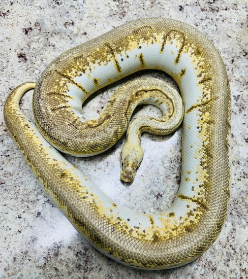 (Proven) Enchi Spinnerblast Het Puzzle Ball Python by Hook ‘em Royals