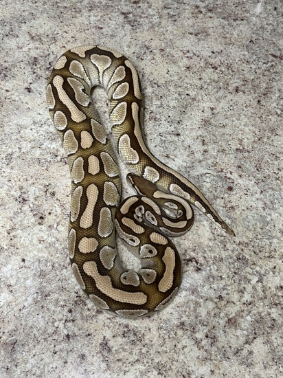 (PROVEN) Lesser 100% Dbl Het Desert Ghost Cryptic Ball Python by Hook ...