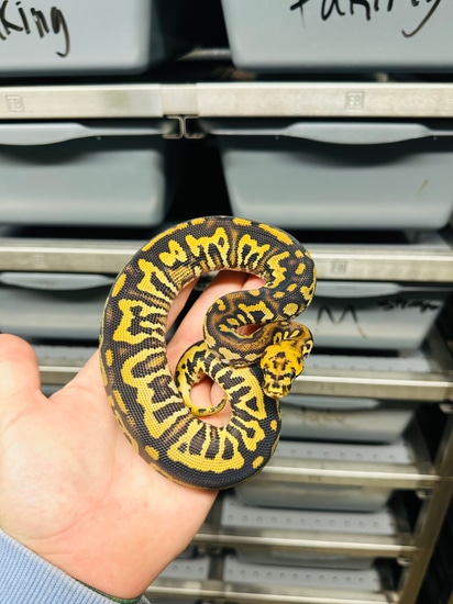 Spotnose Stranger Clown 100% Dbl Het Monsoon Pied Ball Python by Hook ...