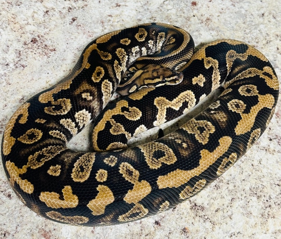 ADULT PROVEN Spotnose Stranger 100% Dbl Het Monsoon Clown Ball Python ...